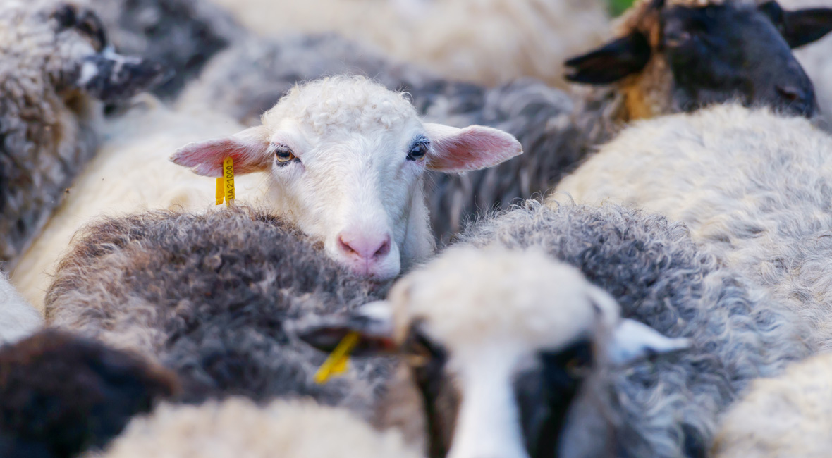 The Return of the Lost Sheep - The Heart of a Mom