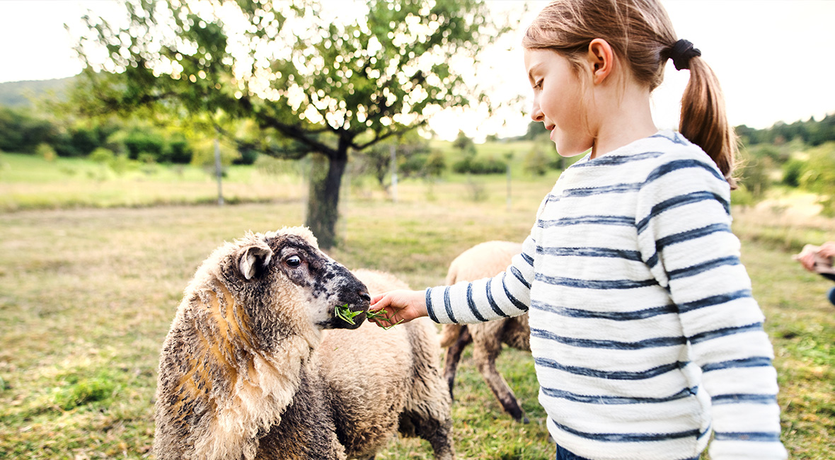 Following The Shepherd - The Heart of a Mom